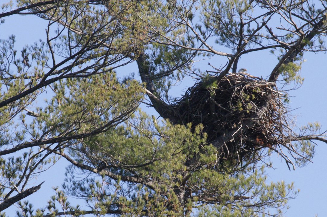 Bald Eagle Project in the News! | Lake James Environmental Association